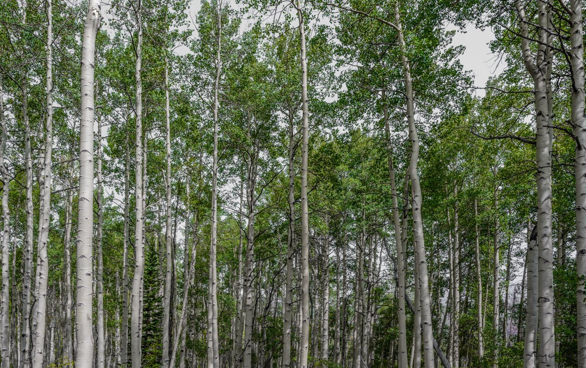 Foto para decorar de Naturaleza, Arboles Largos Colorado – maite ibarrola